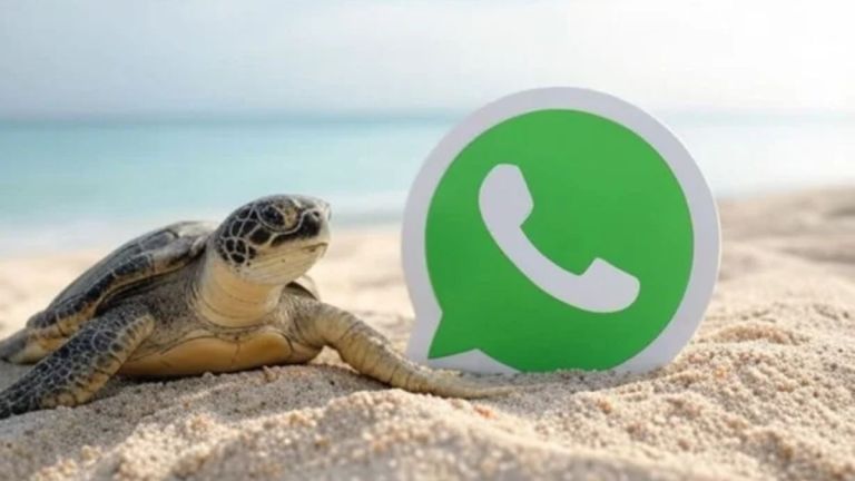 Activá el "Modo Tortuga" en WhatsApp en simples pasos y descubrí su ...